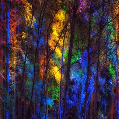 Forest trees colorful water colors artwork wallpaper - KDE Store