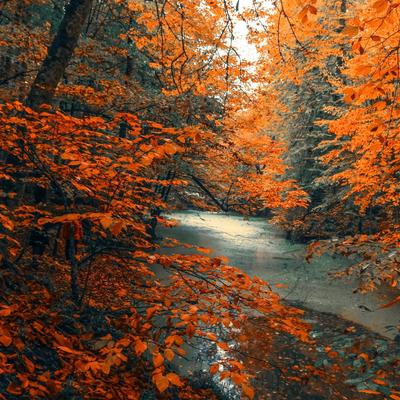 forest nature orange branches tree autumn wallpaper - KDE Store