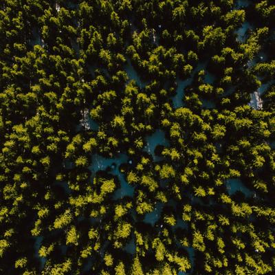 Adorable green trees forest aerial view wallpaper - KDE Store