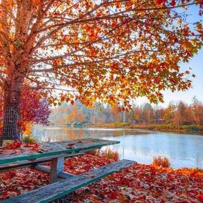 Autumn fall maple tree foliage autumn leaves sunny day - KDE Store