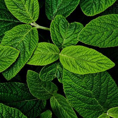 Leaves macro bright and green wallpaper background - KDE Store