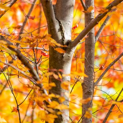 Autumn Leaf Branch Tree Natural Landscape Full HD - KDE Store