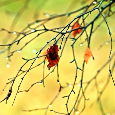 Autumn Branch Twig Amber Natural Landscape Full HD - KDE Store