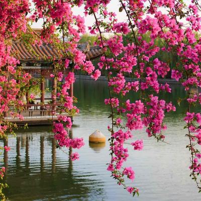 Pink Cherry Blossom Tree Near Body of Water During Daytime - KDE Store