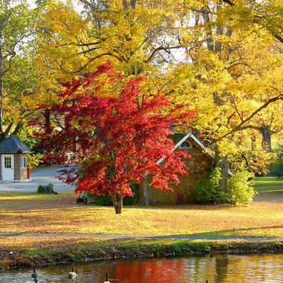 White and Brown House Near Green Trees and River During - KDE Store