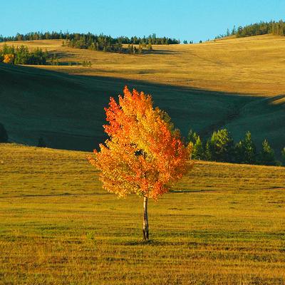 Red Leaf Tree on Green Grass Field During Daytime Full HD - KDE Store