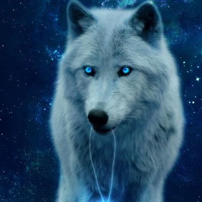 White Wolf With Black Background Full HD - KDE Store