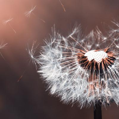 White Dandelion in Close up Photography Full HD - KDE Store