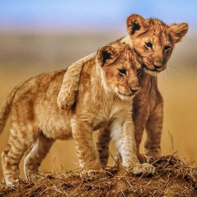 Brotherly Love Lion Cubs - KDE Store