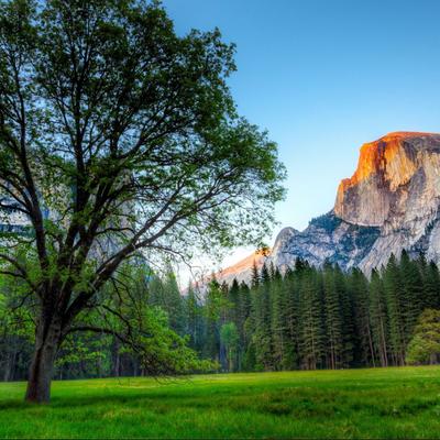 Green Trees on Green Grass Field Near Brown Mountain - KDE Store