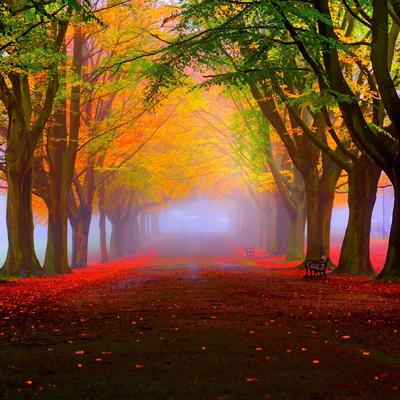 Sun Setting Over Trees and Grass Full HD - KDE Store