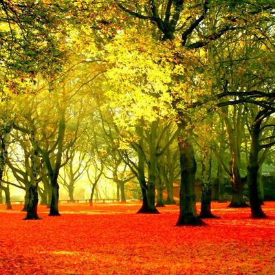 Autumn Sun Red Fallen Leaves - KDE Store