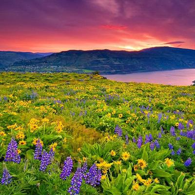 Nature Trees Wallpaper - KDE Store