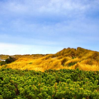 Blue Sky Yellow Grass Dunes And Green Pine Forest - KDE Store