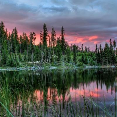 Calm Lake Water Pine Forest - KDE Store
