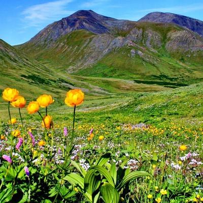 Mountain Meadow With Flowers And Green Grass - KDE Store