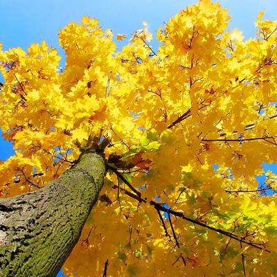Yellow Maple Tree Autumn - KDE Store