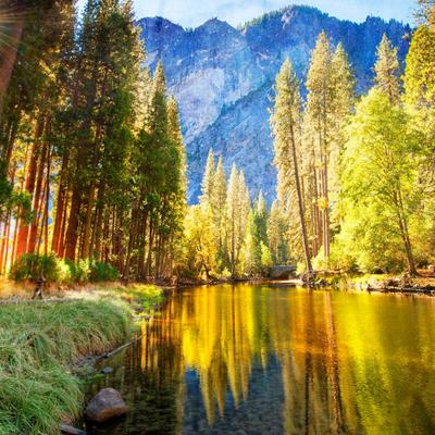 Nature Mountainous River Bank With Pine Trees - KDE Store