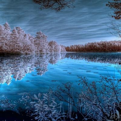 Trees Hoarfrost Lake Colors Dark Blue White Shades - KDE Store