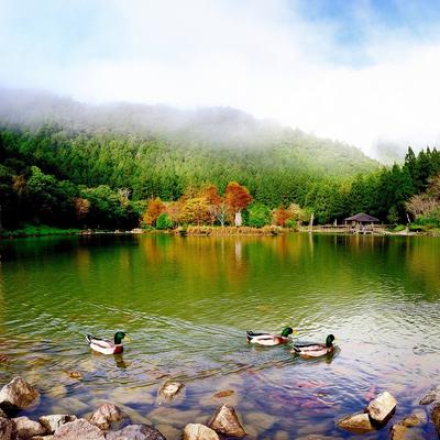 Mountain Lake Stones Wild Ducks Dense Green Pine Forest - KDE Store