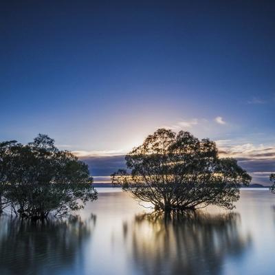 River Water Trees - KDE Store