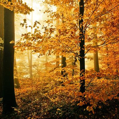 Landscapes Trees Forests Desktop - KDE Store