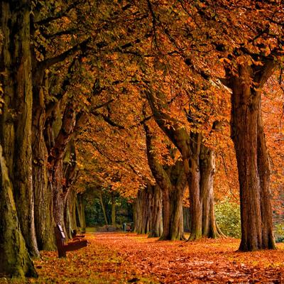 Fall Trees Wallpaper - KDE Store