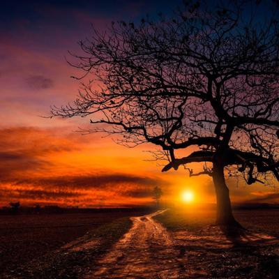 Tree Rural Road Wallpaper Hd - KDE Store