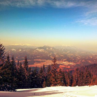 Green Pine Trees on Snow - KDE Store