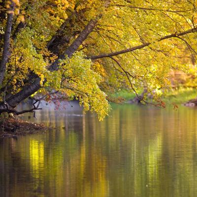 Green Trees Beside River - KDE Store