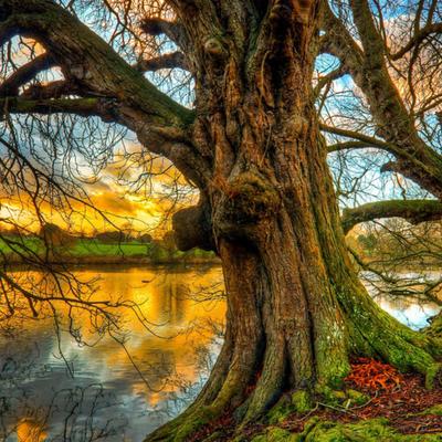 Old Trees Nature River Coast Roots Moss Sunset - KDE Store