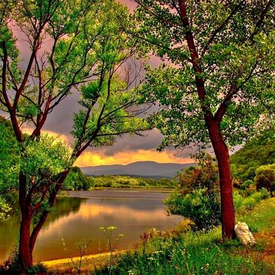 Forest River Wide Wallpaper - KDE Store