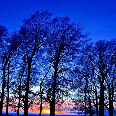 Perfect Sky Trees At Sunset - KDE Store