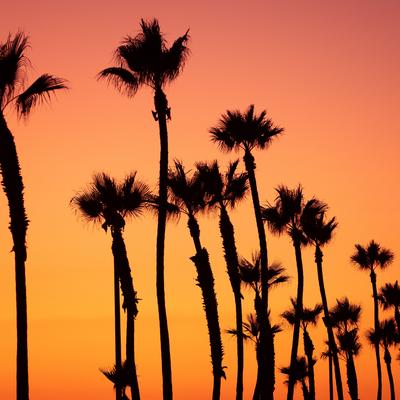 Palm Tree - KDE Store