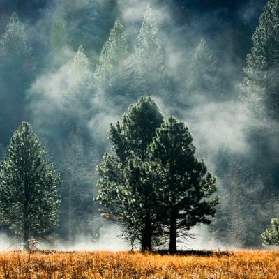 Green Trees on Brown Grass Field Under Gray Clouds Full HD - KDE Store