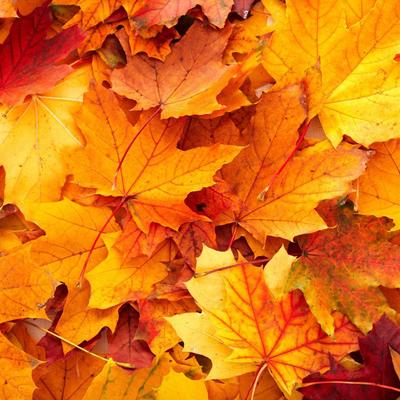 Seasons Autumn Closeup Foliage Maple Nature - KDE Store