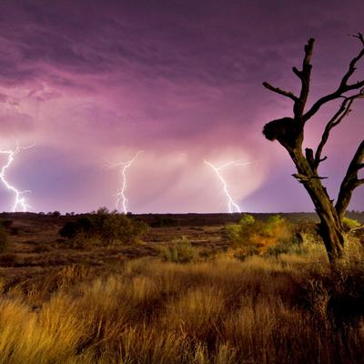 Lightning Dry Tree Grass Shrub Desktop Wallpaper - KDE Store