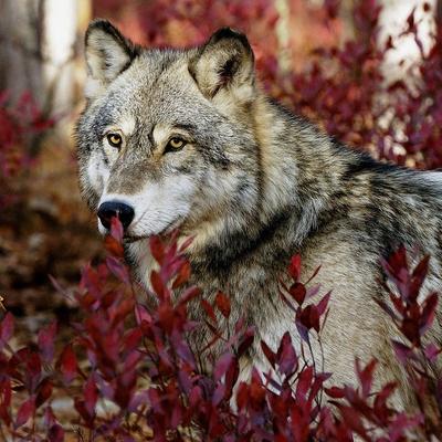 Brown and White Wolf on Red Leaves Full HD - KDE Store