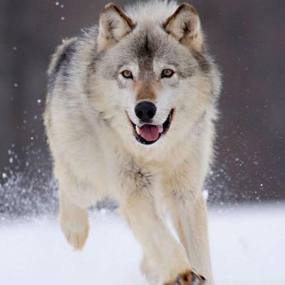 White and Black Wolf on Snow - KDE Store