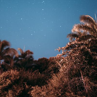 Palm Tree Full HD - KDE Store