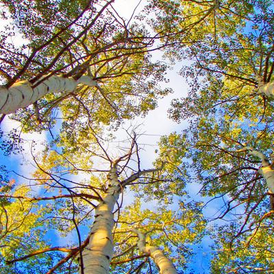 Nature Landscape Forest Tree - KDE Store