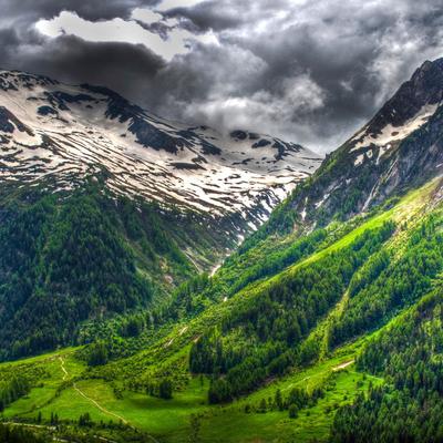 Green Pine Forest - KDE Store