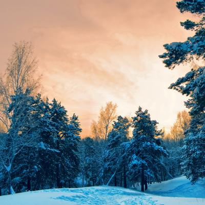 Green Trees Covered With Snow During Daytime Full HD - KDE Store