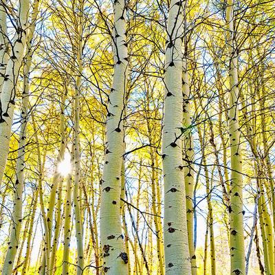 Aspen Forest Canopy Trees The Sky Steens Mountain - KDE Store