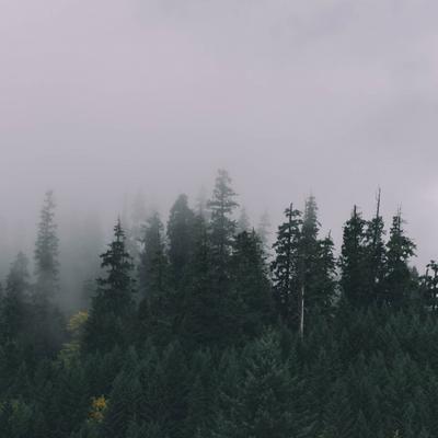 Green Pine Trees Under White Sky During Daytime Full HD - KDE Store