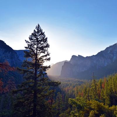 Green Pine Trees Near Mountain - KDE Store