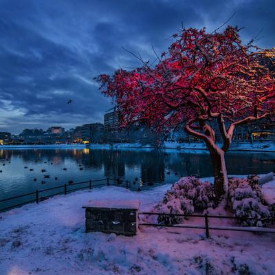 Red Leaf Tree Near Body of Water During Night Time Full HD - KDE Store