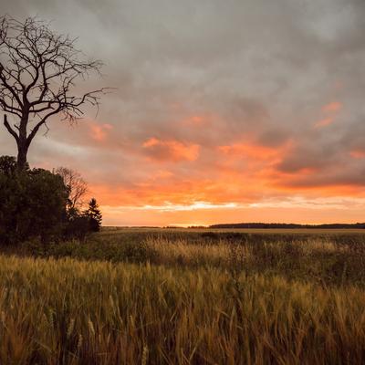 Green Grass Field During Sunset Full HD - KDE Store