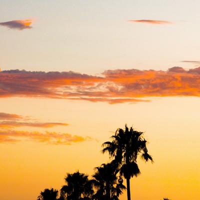 Palm Tree Full HD - KDE Store