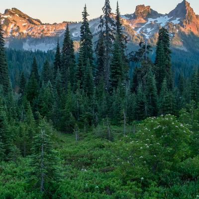 Green Pine Trees Near Brown Mountain - KDE Store